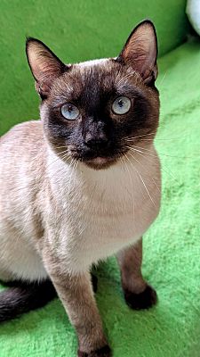 Sautee, GA - Siamese. Meet Latte a Pet for Adoption - AdoptaPet.com