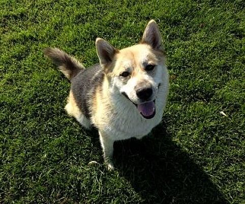 Lathrop, CA - Shepherd (Unknown Type). Meet Cena a Pet for Adoption ...