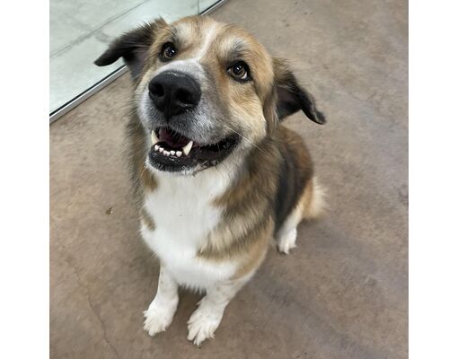 Spokane, WA - Mixed Breed (Large). Meet Tess a Pet for Adoption ...