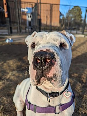 BOULDER, CO - Shar Pei/American Pit Bull Terrier. Meet Veronica a Pet ...