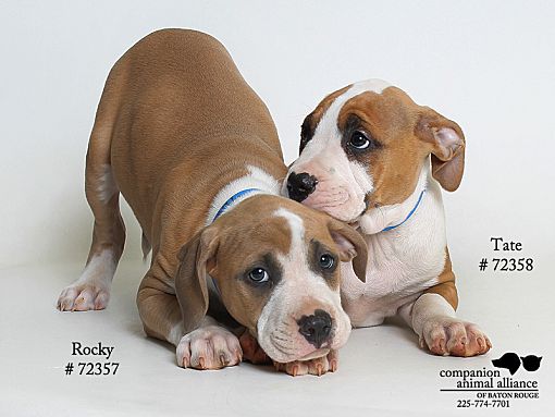Baton Rouge, LA - American Pit Bull Terrier/American Bulldog. Meet ...