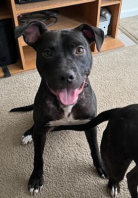 Brewster, NY - Labrador Retriever. Meet Blueberry (Berry Siblings) aka ...