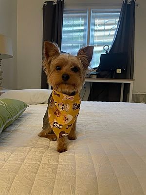 Milton, GA - Yorkie, Yorkshire Terrier. Meet Henry a Pet for Adoption ...
