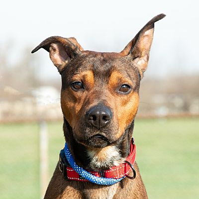 Troy, OH - Shepherd (Unknown Type)/Mixed Breed (Medium). Meet Bolo a ...