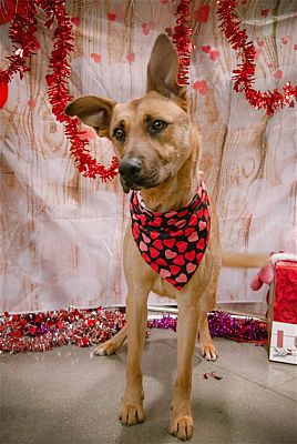 Portland, OR - Rhodesian Ridgeback/Black Mouth Cur. Meet Chase a Pet ...