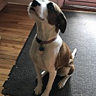 Boxer Puppies - Boxer Rescue and Adoption Near You