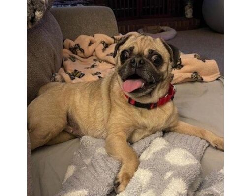 Novelty, OH - Pug. Meet Poncho a Pet for Adoption - AdoptaPet.com