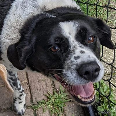 Asheville, NC - Border Collie/Beagle. Meet Zeus (Courtesy) a Pet for ...