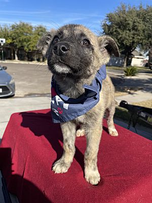Portland, OR - Shepherd (Unknown Type)/Border Terrier. Meet Emma a Pet ...