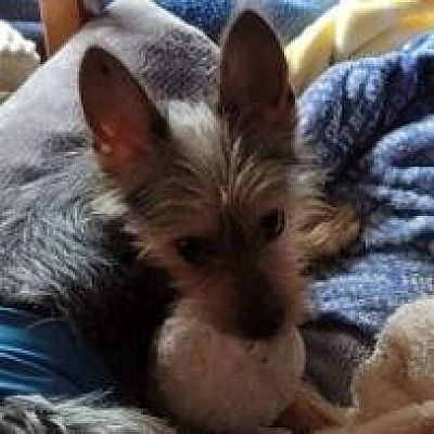 Houston, TX - Yorkie, Yorkshire Terrier. Meet Samwell (Dallas) a Pet ...