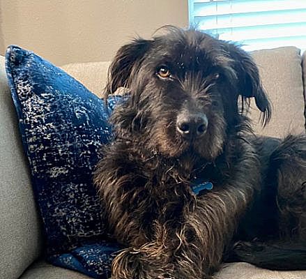 Manchester, NH - Wirehaired Pointing Griffon/Labrador Retriever. Meet ...