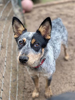 Boerne, TX - Blue Heeler. Meet Teeter a Pet for Adoption - AdoptaPet.com