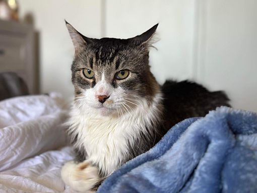 Jurupa Valley, CA - Maine Coon. Meet Monkey a Pet for Adoption ...