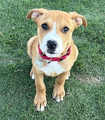 Boston, MA - Labrador Retriever. Meet Orbit Gum a Pet for Adoption ...