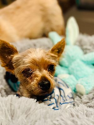 Laingsburg, MI - Yorkie, Yorkshire Terrier. Meet Theo a Pet for ...