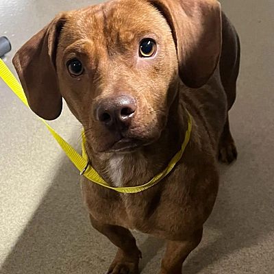 Seguin, TX - Dachshund/Vizsla. Meet Lincoln a Pet for Adoption ...