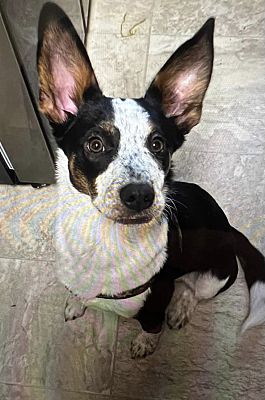 Springfield, VA - Australian Shepherd/Australian Cattle Dog. Meet ...