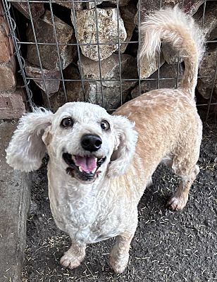 Tucson, AZ - Cocker Spaniel/Poodle (Miniature). Meet Bert Jr. a Pet for ...