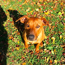 New York, NY - Redbone Coonhound/Rhodesian Ridgeback. Meet Lionel a Pet ...