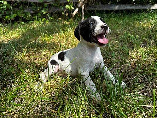 Upper Saddle River, NJ - Springer Spaniel/German Shorthaired Pointer ...