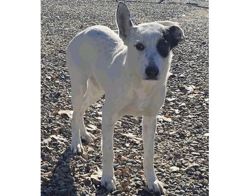 Salt Lake City, UT - Border Collie/Australian Cattle Dog. Meet Camden a ...