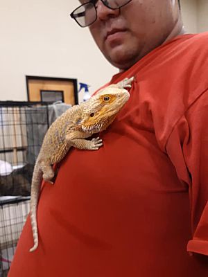 Palmdale, CA - Lizard. Meet Sasha (Bearded Dragon) a Pet for Adoption ...