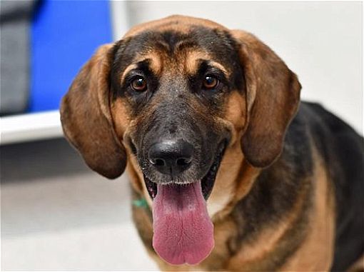 Denver, CO - Bloodhound/Australian Shepherd. Meet MILEY a Pet for ...