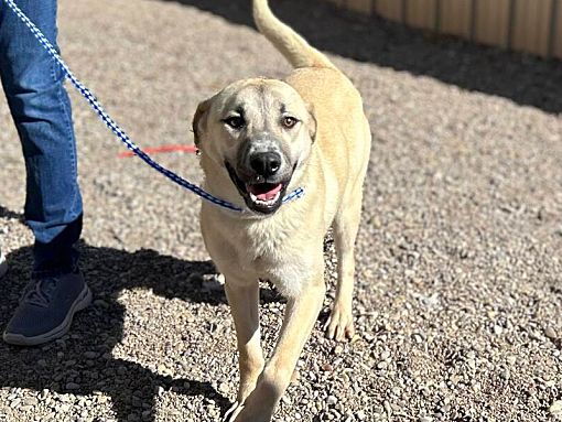 Westminster, CO - Black Mouth Cur/Husky. Meet LuLu a Pet for Adoption ...