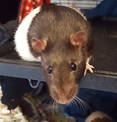 St. Paul, MN - Rat. Meet Luna a Pet for Adoption - AdoptaPet.com