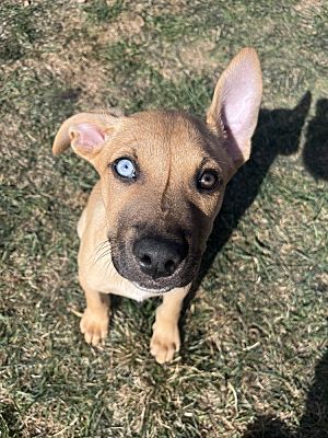 Colorado Springs, CO - Pit Bull Terrier/Mixed Breed (Medium). Meet John ...