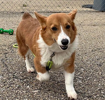 West Milwaukee, WI - Corgi. Meet Topsy $500 a Pet for Adoption ...