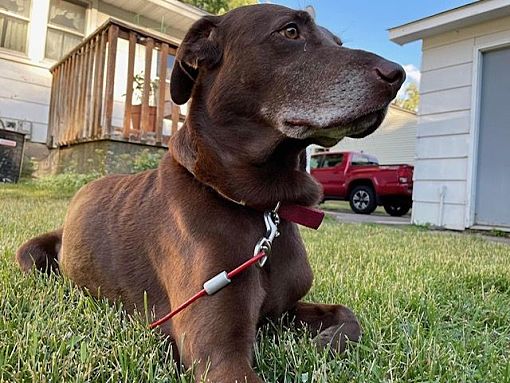Champlin, MN - Labrador Retriever. Meet Wrigley a Pet for Adoption ...