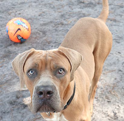 Forked River, NJ - Cane Corso. Meet Zora a Pet for Adoption - AdoptaPet.com