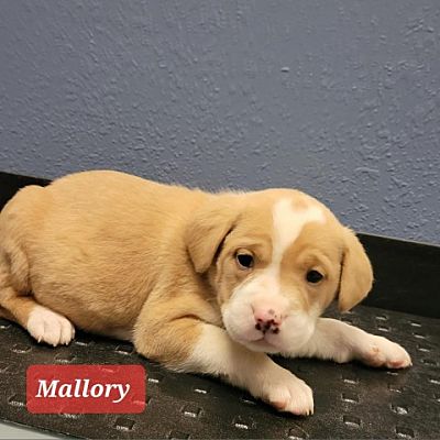 Holly, MI - Australian Shepherd/Mixed Breed (Medium). Meet Mallory/Fern ...