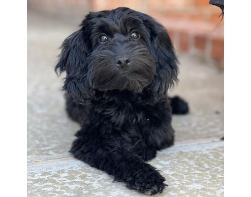 Midland, TX - Schnoodle. Meet Bella a Pet for Adoption - AdoptaPet.com