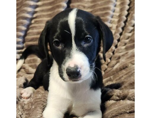 Rochester, NY - Great Pyrenees/Catahoula Leopard Dog. Meet Riker AL a ...