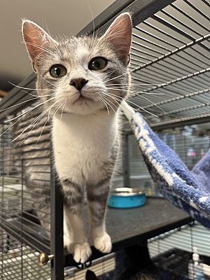 Seville, OH - Tabby. Meet Isaac Mewton a Pet for Adoption - AdoptaPet.com