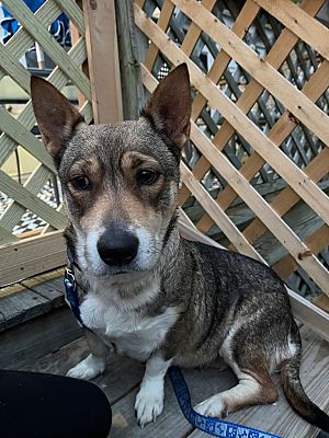 Cambridge, MD - Corgi. Meet Kat a Pet for Adoption - AdoptaPet.com