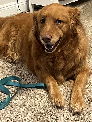 New Port Richey, FL - Golden Retriever. Meet Presley a Pet for Adoption ...