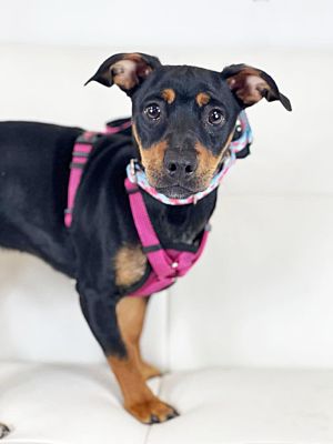 Savage, MN - Dachshund/Miniature Pinscher. Meet Tabbie- Foster to Adopt ...