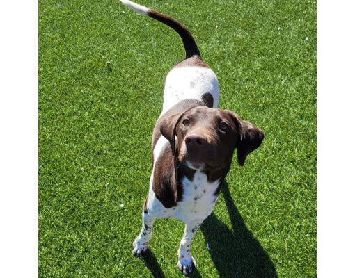 Oceanside, NY - German Shorthaired Pointer/Mixed Breed (Medium). Meet ...