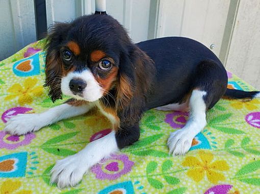 Mountain View, MO - Cavalier King Charles Spaniel. Meet Garth a Pet for ...