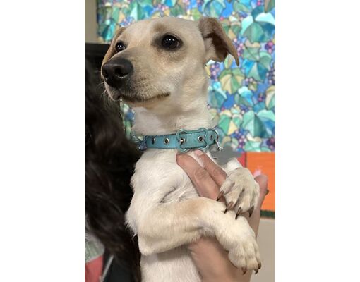 Rio Rancho, NM - Miniature Dachshund/Mixed Breed (Medium). Meet ...