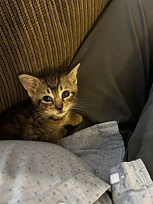 Atlanta, GA - Tabby. Meet unknown a Pet for Adoption - AdoptaPet.com