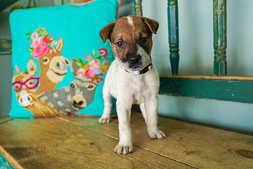 San Antonio, TX - Jack Russell Terrier/Australian Cattle Dog. Meet ...