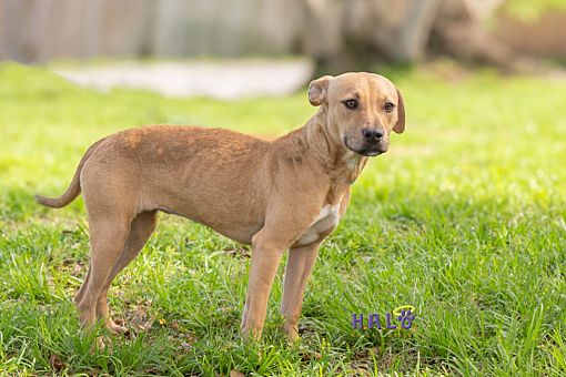 Sebastian, FL - Black Mouth Cur/Mountain Cur. Meet Blanche a Pet for ...