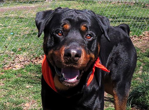 Rogers, AR - Rottweiler. Meet Hansel a Pet for Adoption - AdoptaPet.com