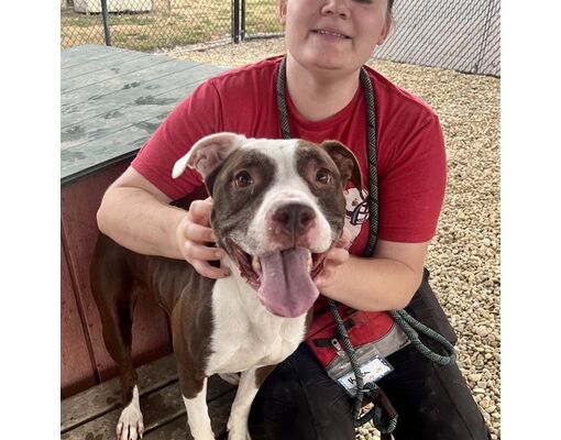 Indianapolis, IN - American Pit Bull Terrier. Meet BELLA a Pet for ...
