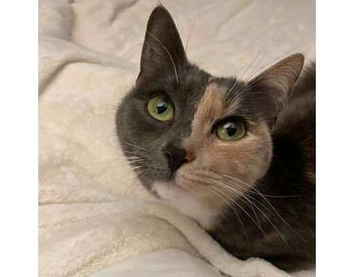 Wheaton, IL - Domestic Shorthair/Mixed Breed (Medium). Meet Nami a Pet ...