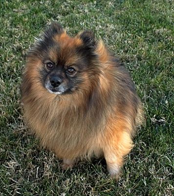 Fairfax, VA - Pomeranian. Meet Bear a Pet for Adoption - AdoptaPet.com